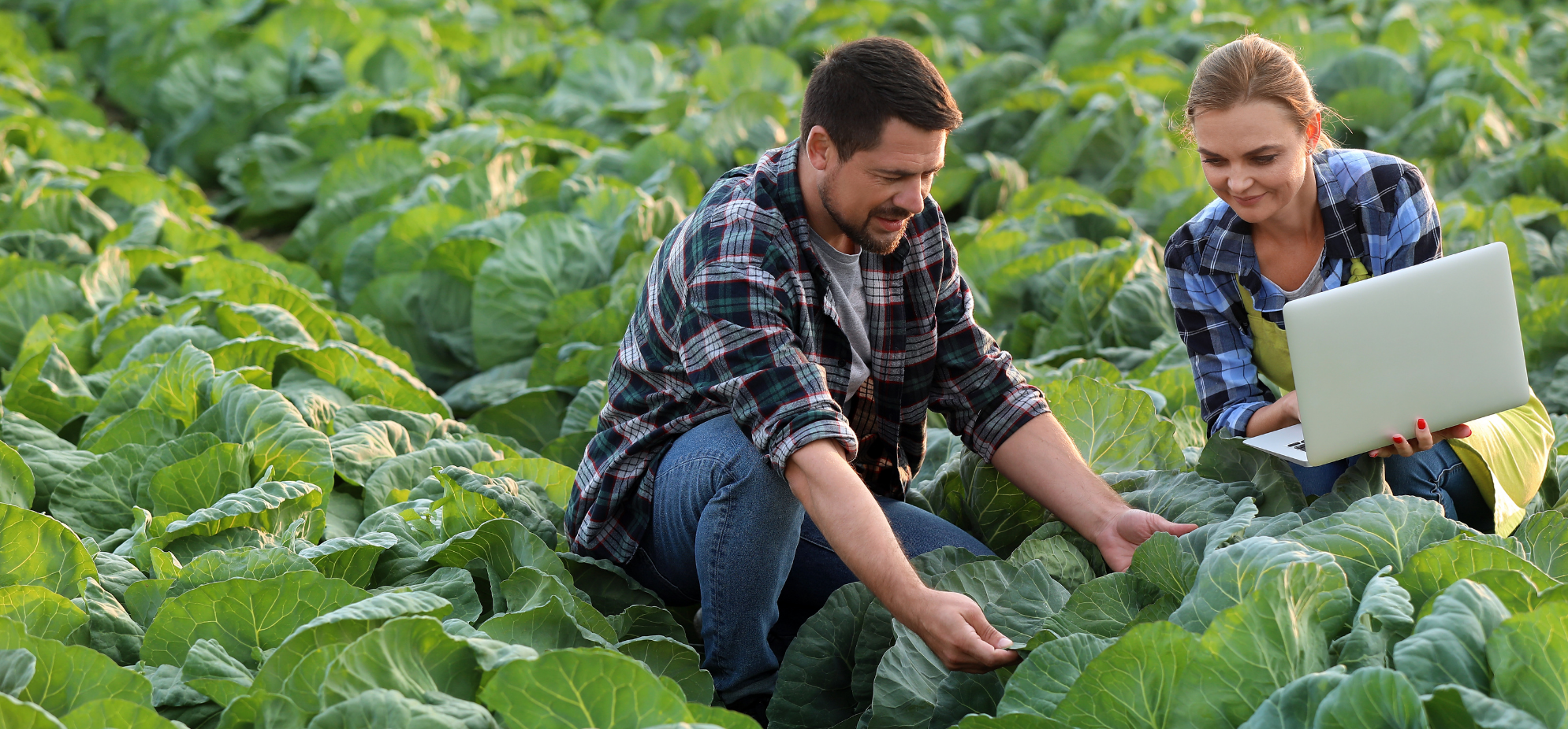 Fiche Mtier Agronome Fiche Métier] Qu'est Ce Qu'un Responsable Sales